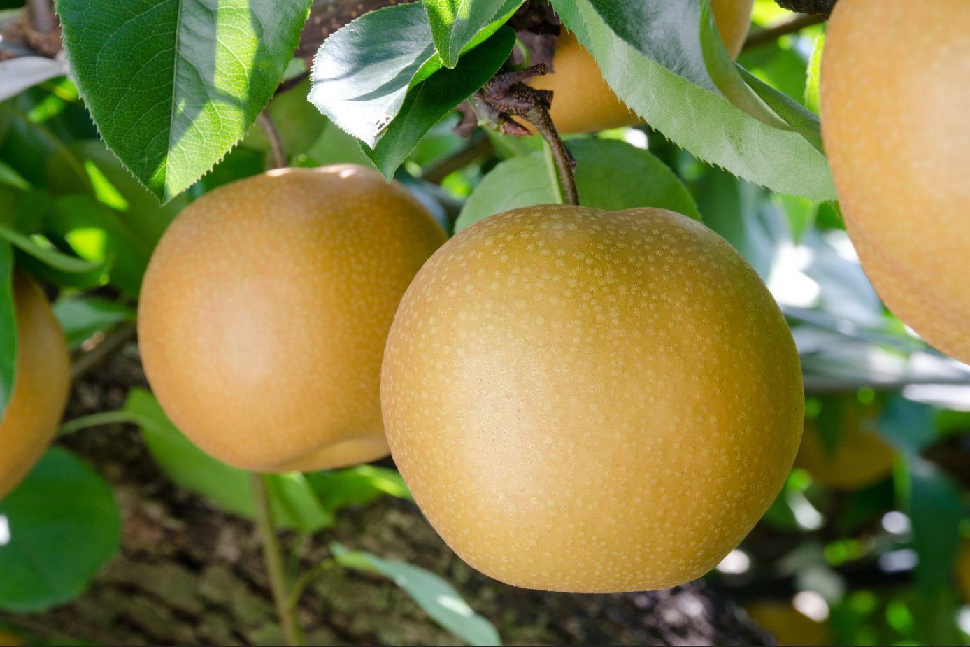 Sand pear | Oita’s agricultural, forestry and fishery products | The Oita